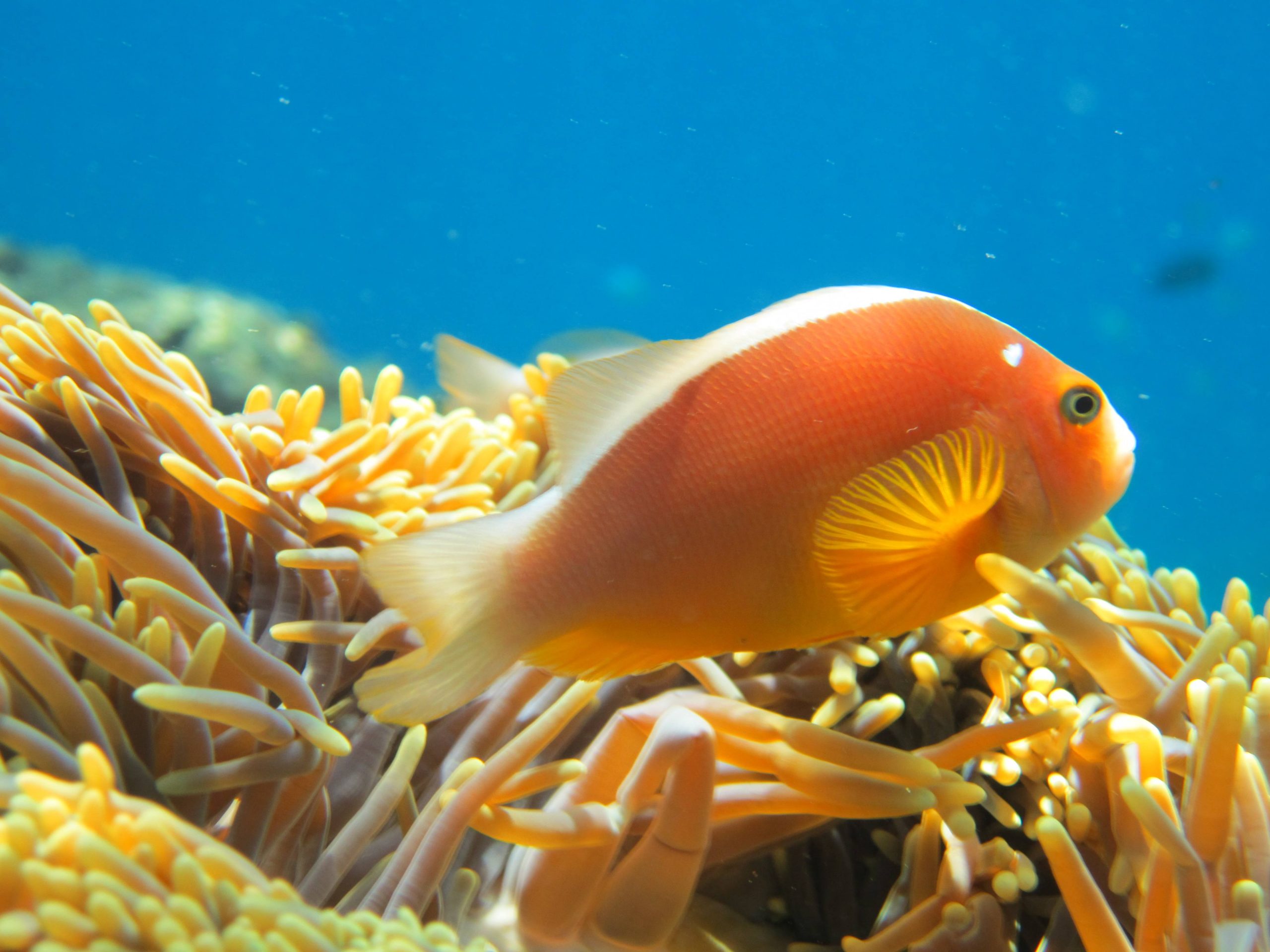 La Bella Dive Pemuteran Bali la-bella-dive-pemuteran-bali